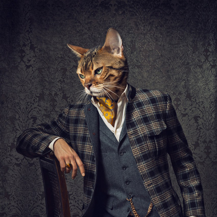 Fine feathers make fine cats. | ekkifant | AGENCY FOR ANIMALS