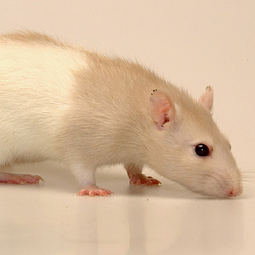 Welsh black nose sheep | ekkifant | AGENCY FOR ANIMALS