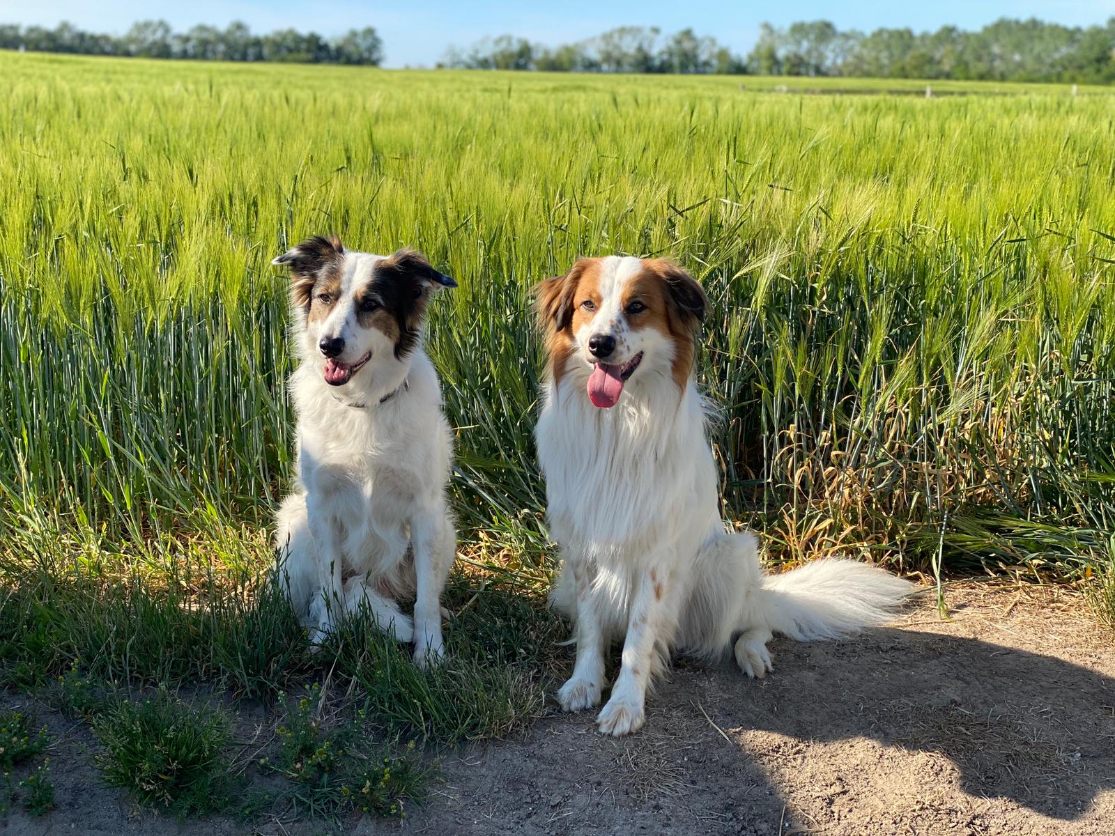 Mix Liz, Strupp and Zakk | ekkifant | AGENCY FOR ANIMALS