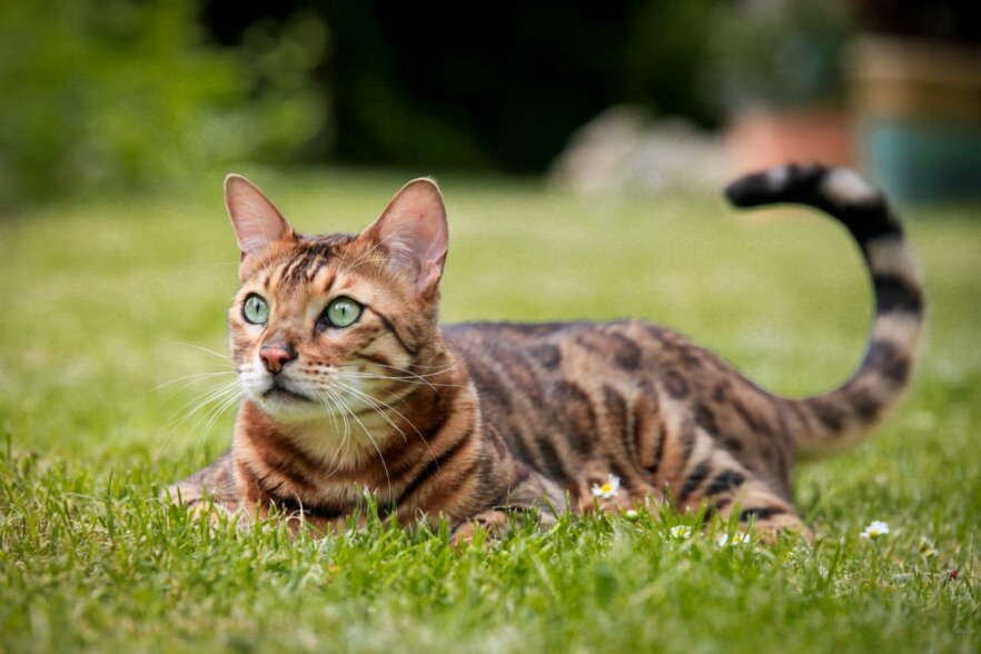 Bengalese cat Reno | ekkifant | AGENCY FOR ANIMALS