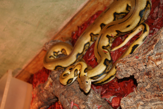 Tigerpython | ekkifant | AGENTUR FÜR TIERE