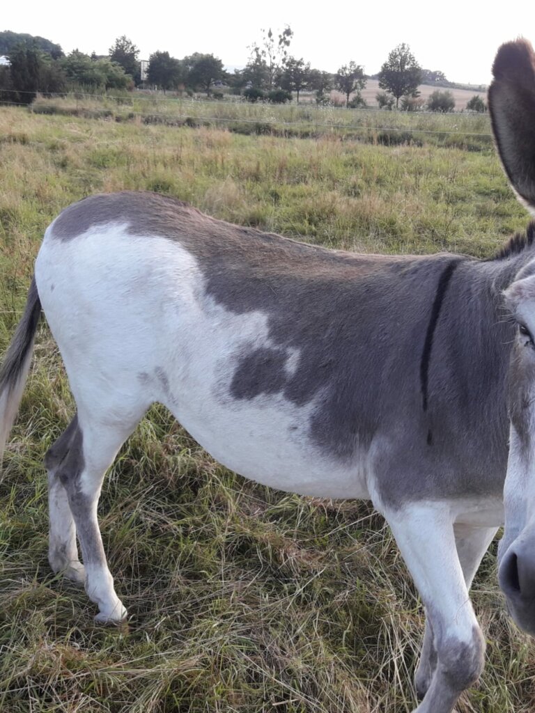 Menorquiner Capri | ekkifant | AGENCY FOR ANIMALS